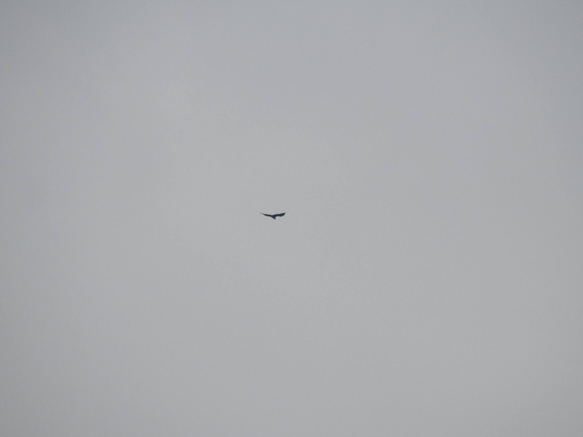 PASARI DIN ROMANIA: ACVILA DE MUNTE, Aquila chrysaetos