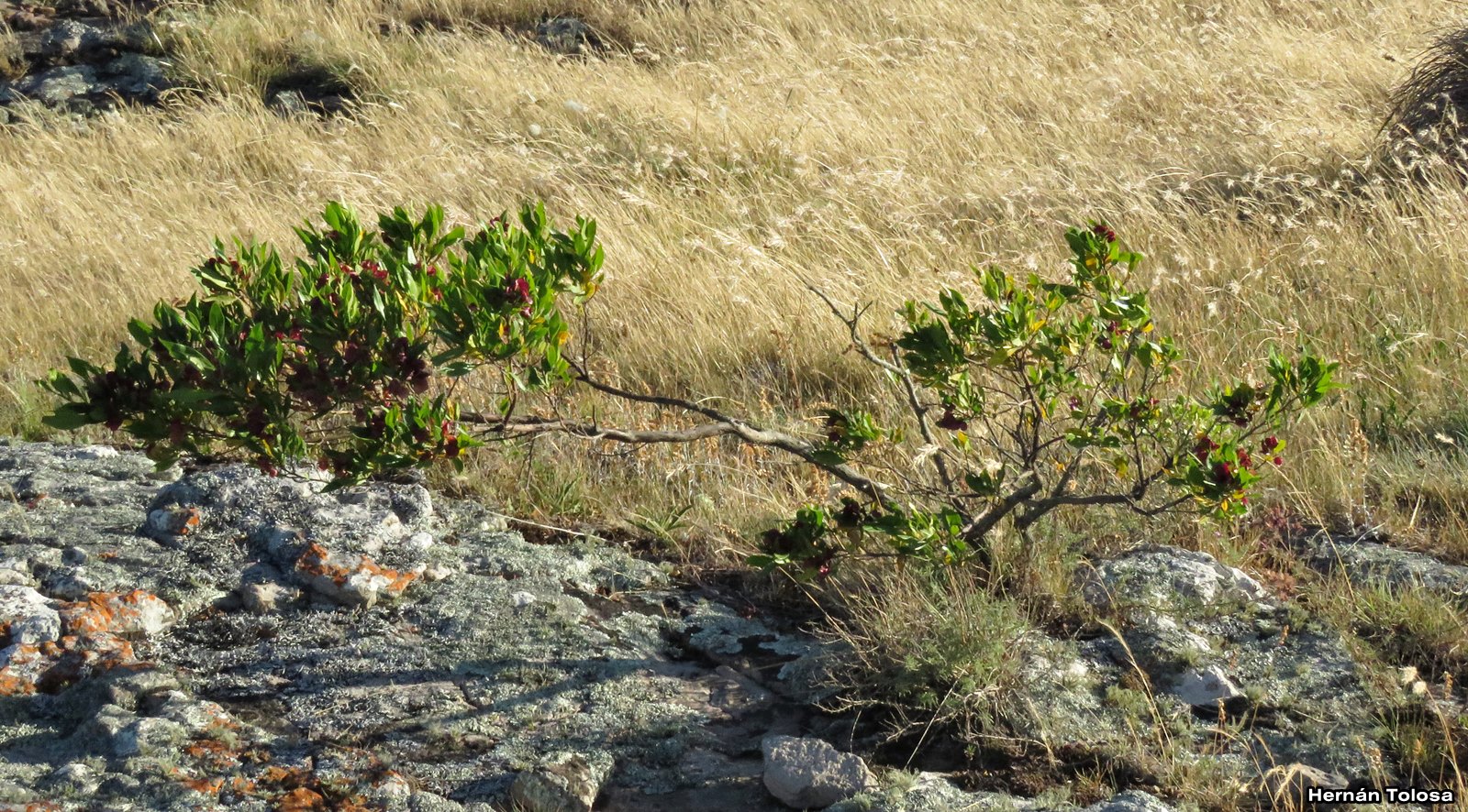Flora Bonaerense: Chirca de monte (Dodonaea viscosa)