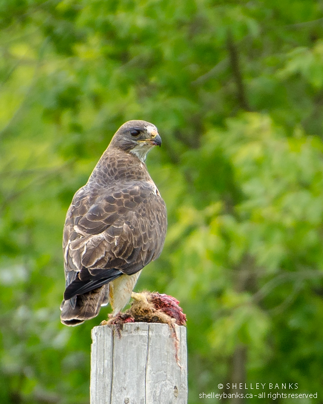 Prairie Nature: Prairie Hawk with Fresh Kill
