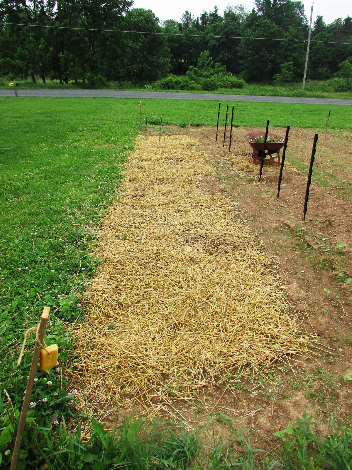 The American Haggard Housewife: Gleanings From the Garden