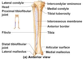 Tibia | Medical Tutor Thelearntutor.com