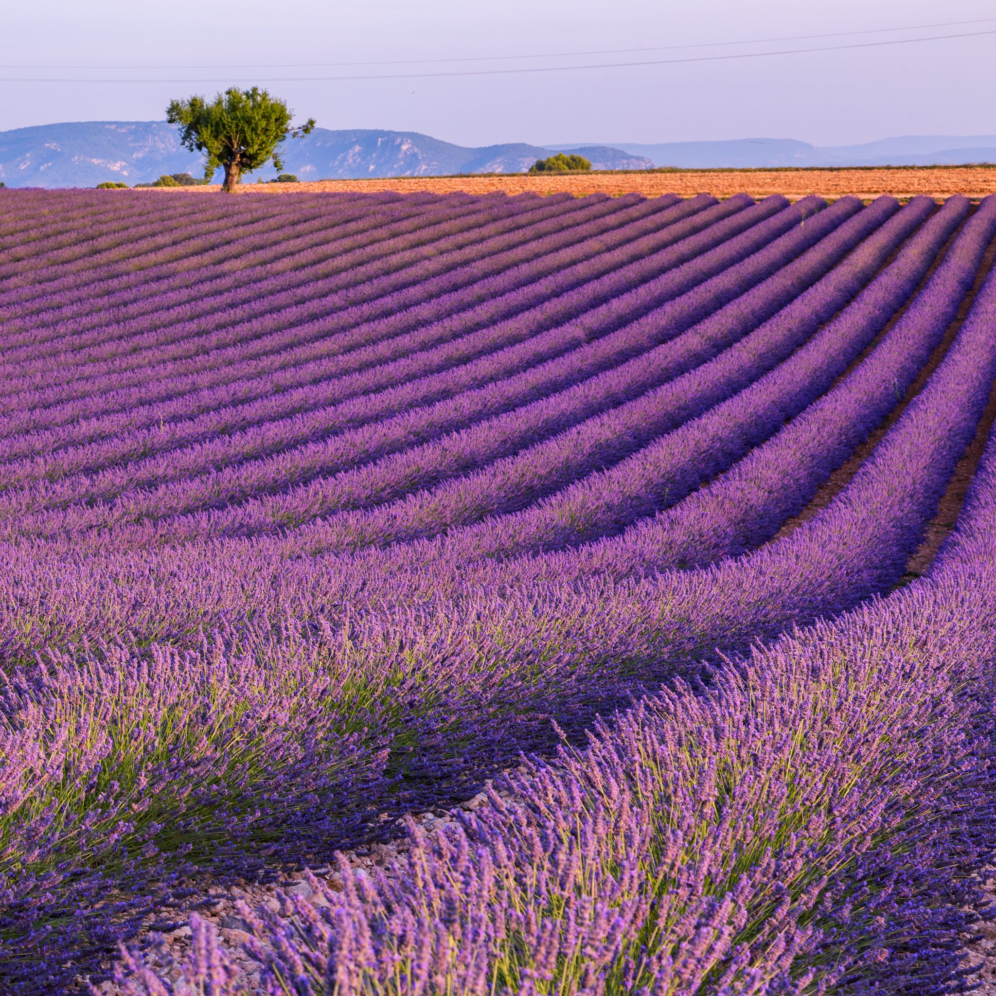 Travel Paradise : Lavender Fields