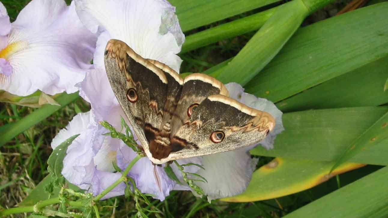 Faune Flore d'Ul: Papillon :Le Grand paon de nuit (Saturnia pyri)