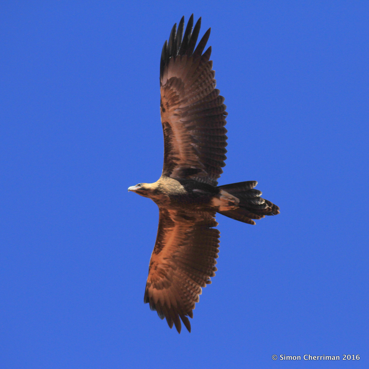 Wedge-tailed Eagle Tracking