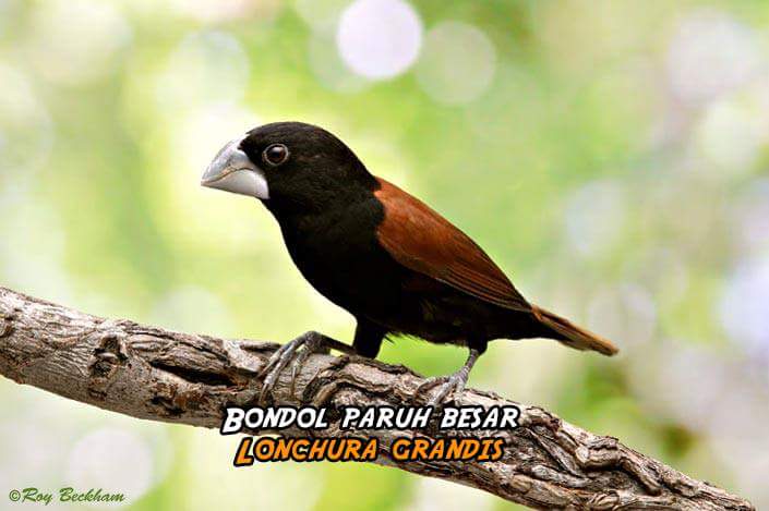 Super Cantik! 25 Jenis Finch Asli Indonesia - Gaco Gacor