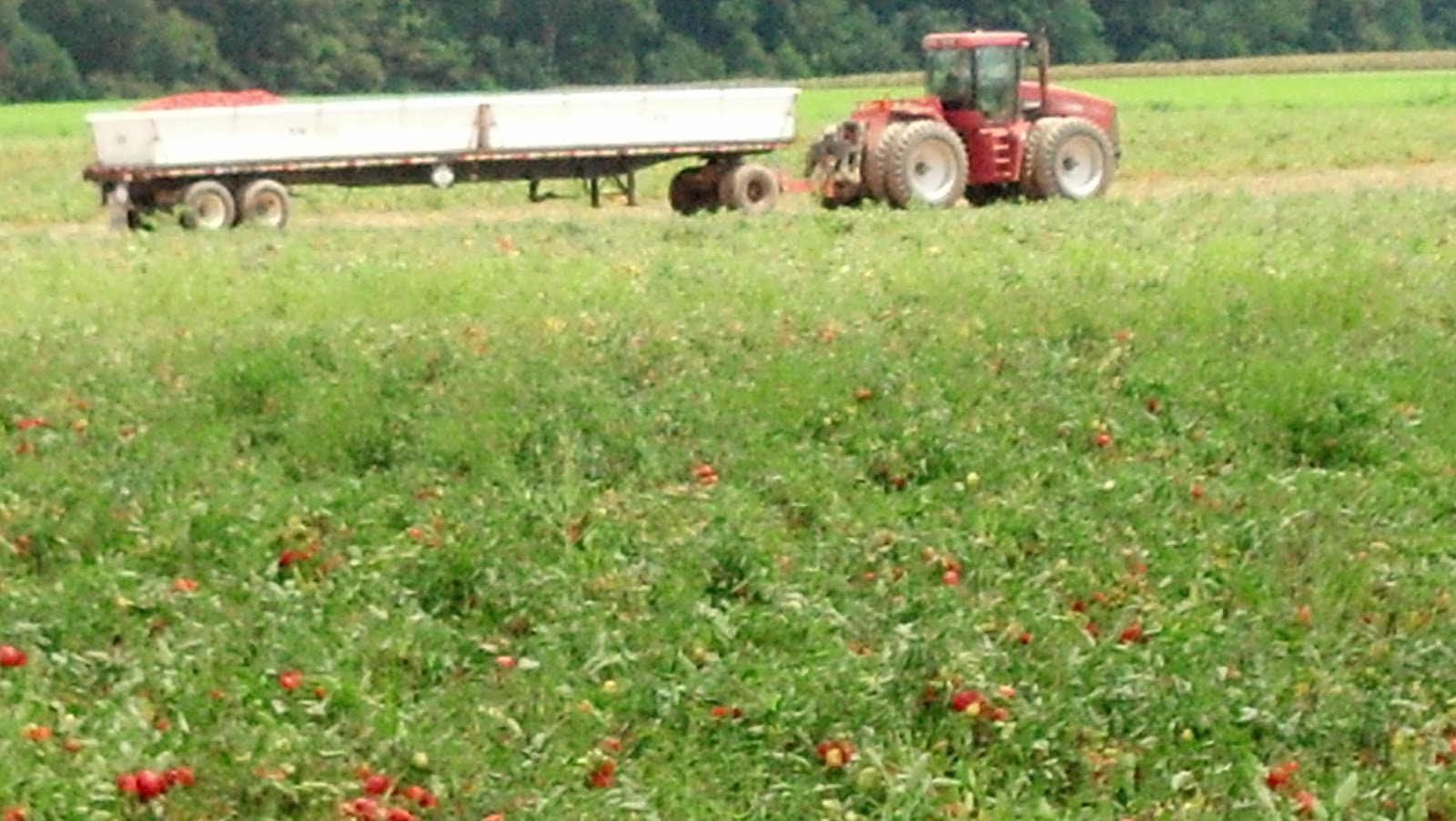 The Foodie Farmer: August means tomato harvest