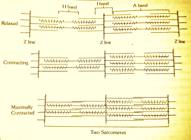MECHANISM OF MUSCLE CONTRACTION