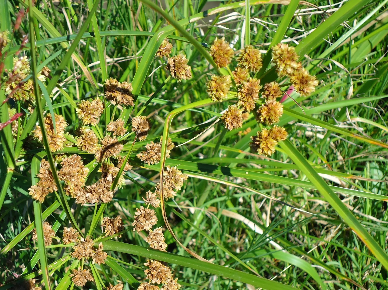 v e r d e c h a c o: Cyperaceae / Pirí / Junco / Papiro