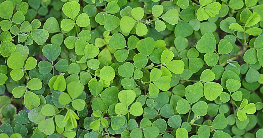 Travelers Blog: උඳුපියලි