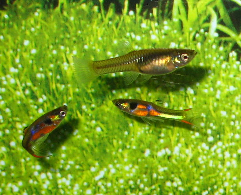Swordtail Guppies: Endler's Livebearer ~ a colorful jewel by any ...