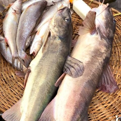 Stock fish