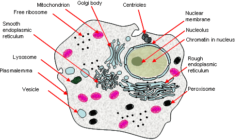 Science: Eukaryotic