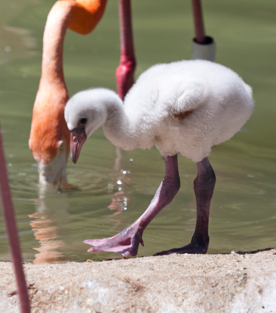 La rencontre des histoires: Le Mensuel Animalier, les Flamants Roses.