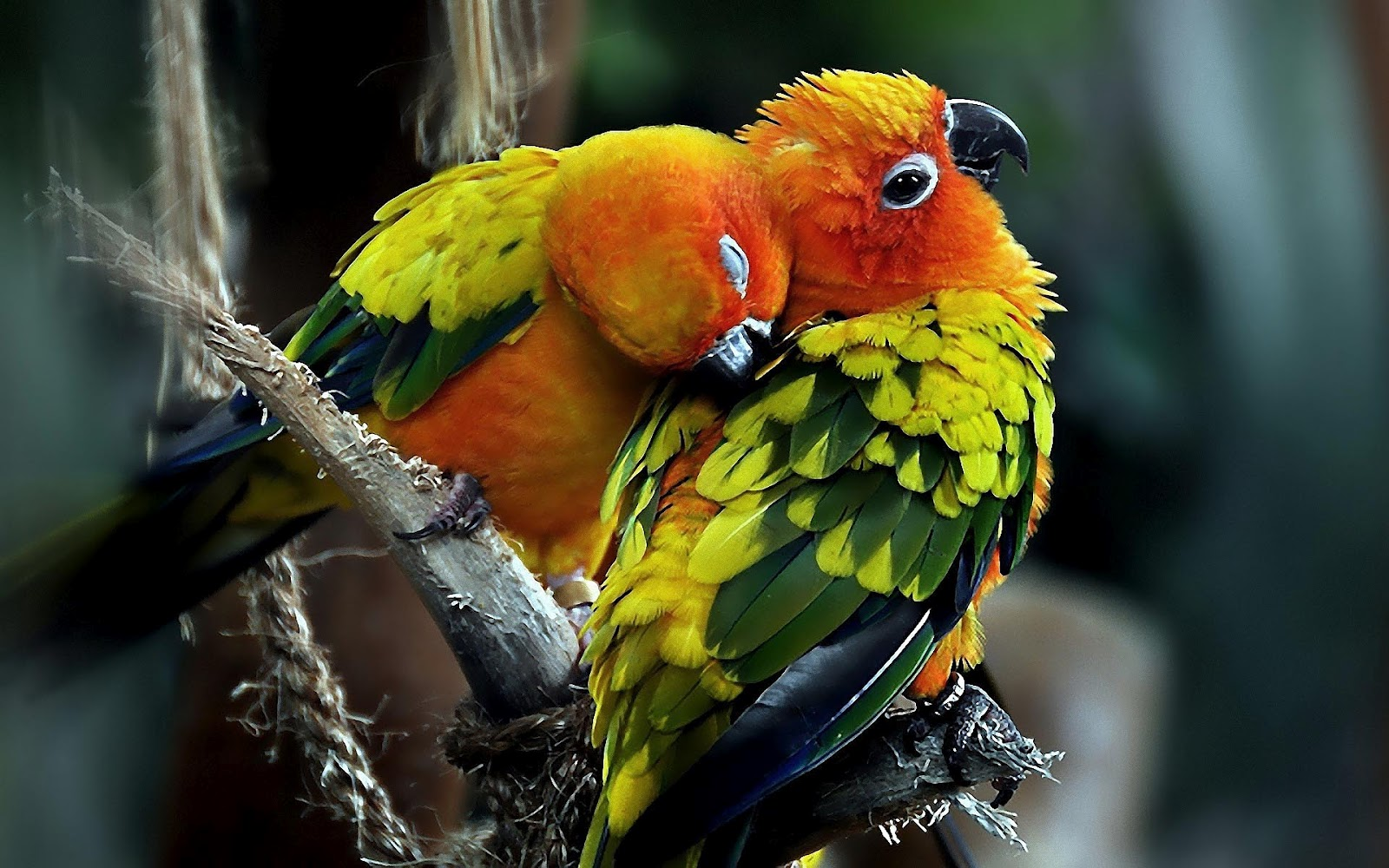 Best HD Every Wallpapers: Parrot Couple in Love Hd Wallpapers
