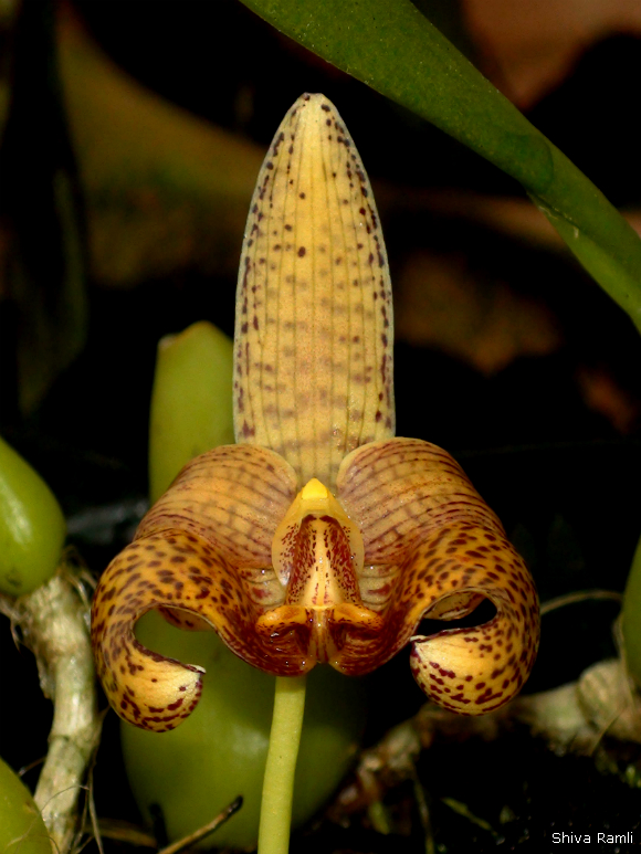 Wild orchids in sumatra: 700. 9. Bulbophyllum sumatranum forma `Yellow`