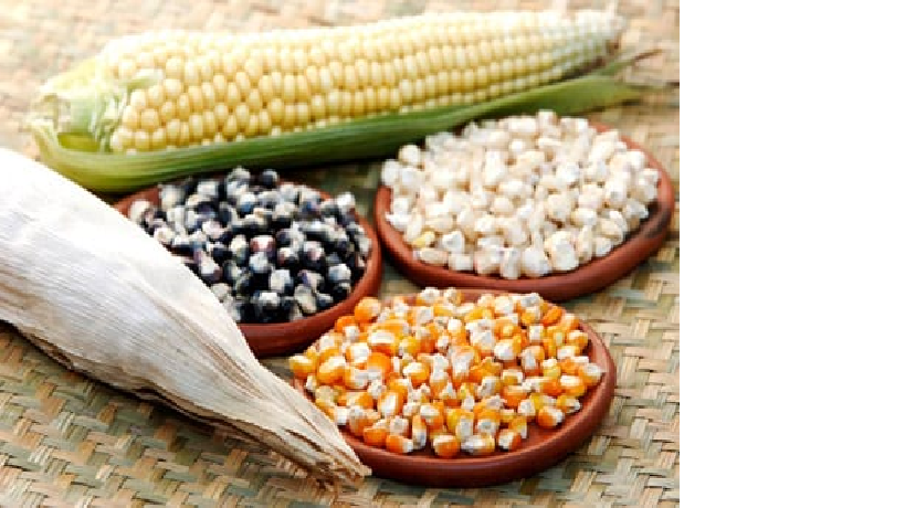 Il futuro dei cibi OGM / The future of GM food