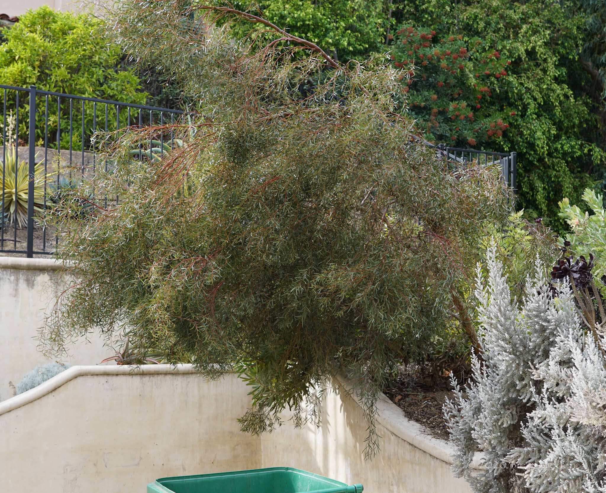Eucalyptus 'Moon Lagoon' Five Years Later And Other Stuff