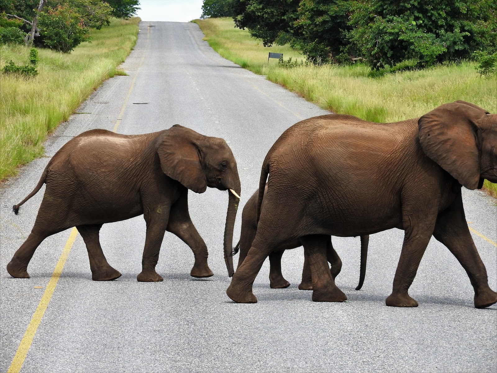 The Girl with the Panda Tattoo: Overland Africa: The Wildlife