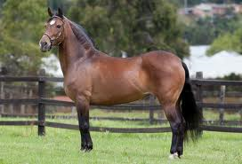 EL MUNDO DEL CABALLO CRIOLLO COLOMBIANO: CABALLO CRIOLLO COLOMBIANO