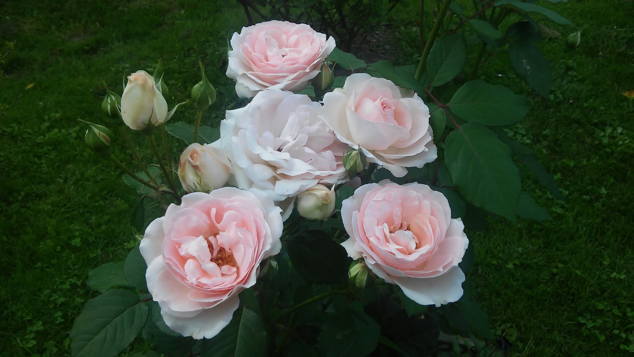 Ranczo Elma: Róża (Rosa) Clair Renaissance