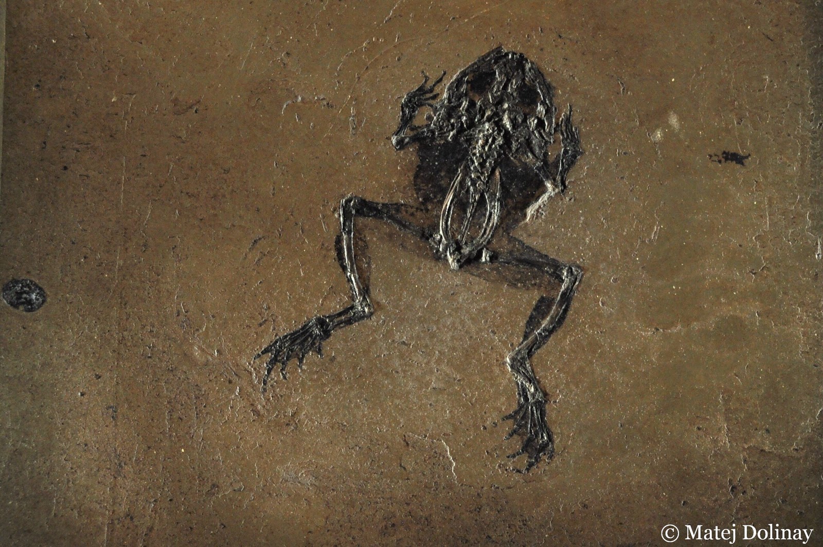 Evolutionary Vertebrate Zoology: January 2012