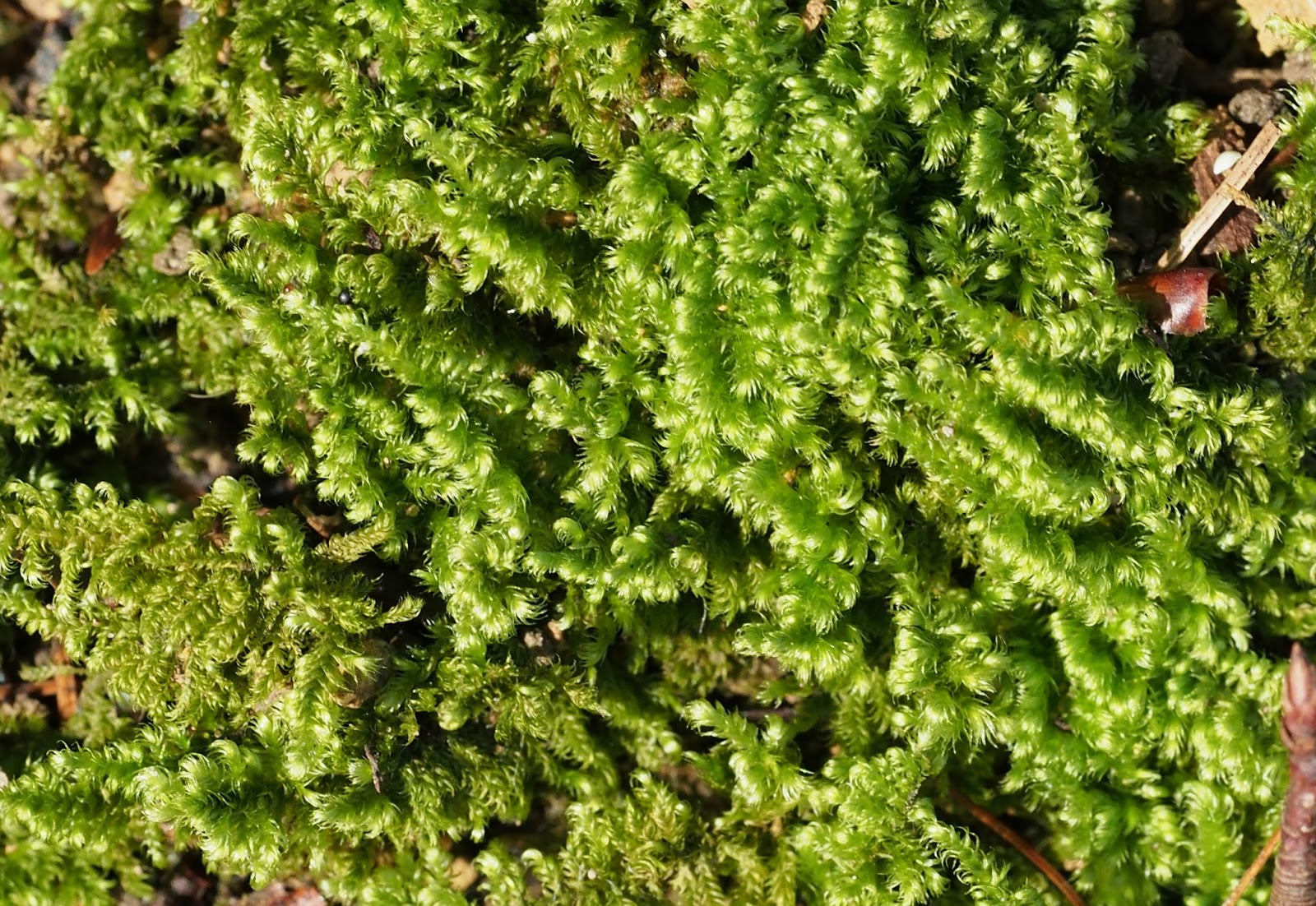 Bill's Birding: Chalk Comb-moss
