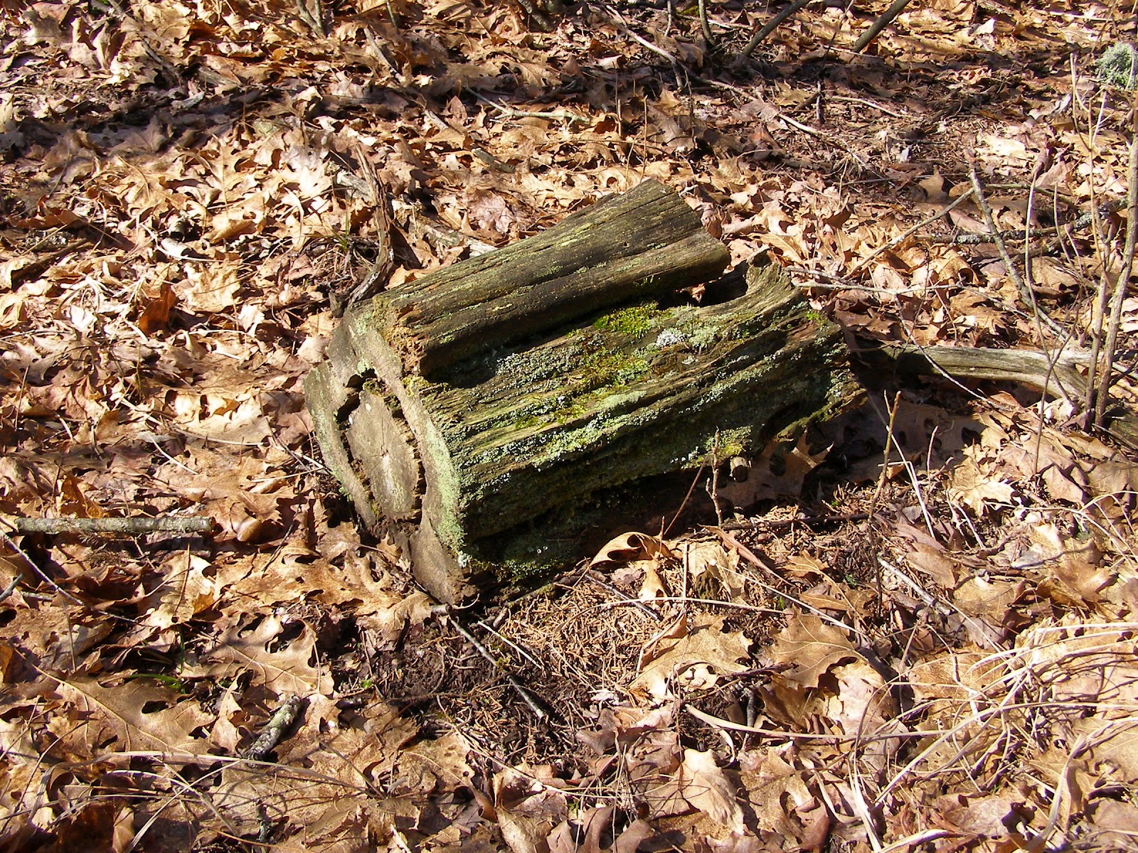 Blue Jay Barrens: A Chunk of Cedar