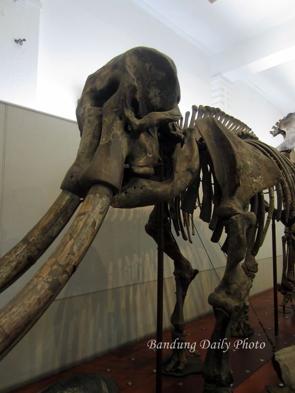 BANDUNG DAILY PHOTO: Stegodon Trigonocephalus Fossil at Bandung Museum ...