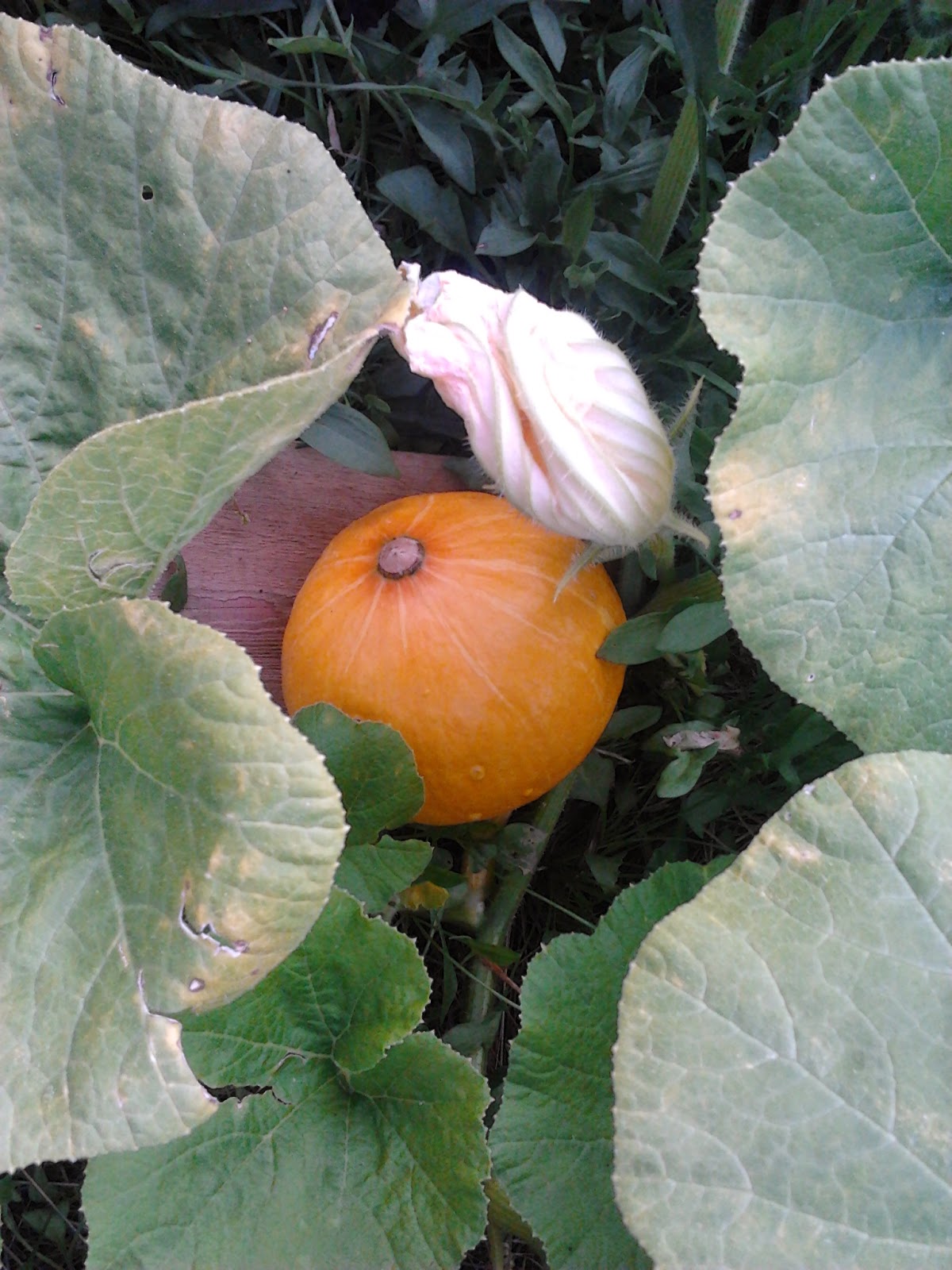 Prosjekter: HOKKAIDO GRESSKAR