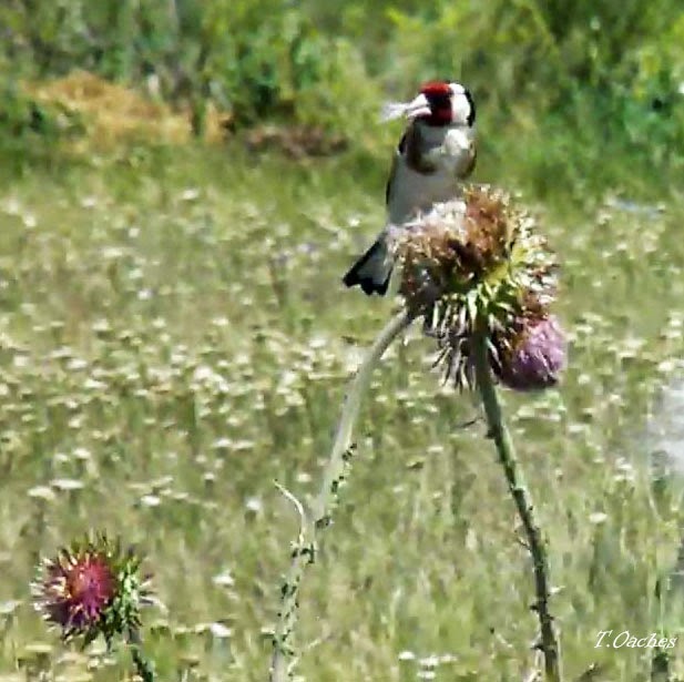 PASARI DIN ROMANIA: STICLETE(1), Carduelis carduelis