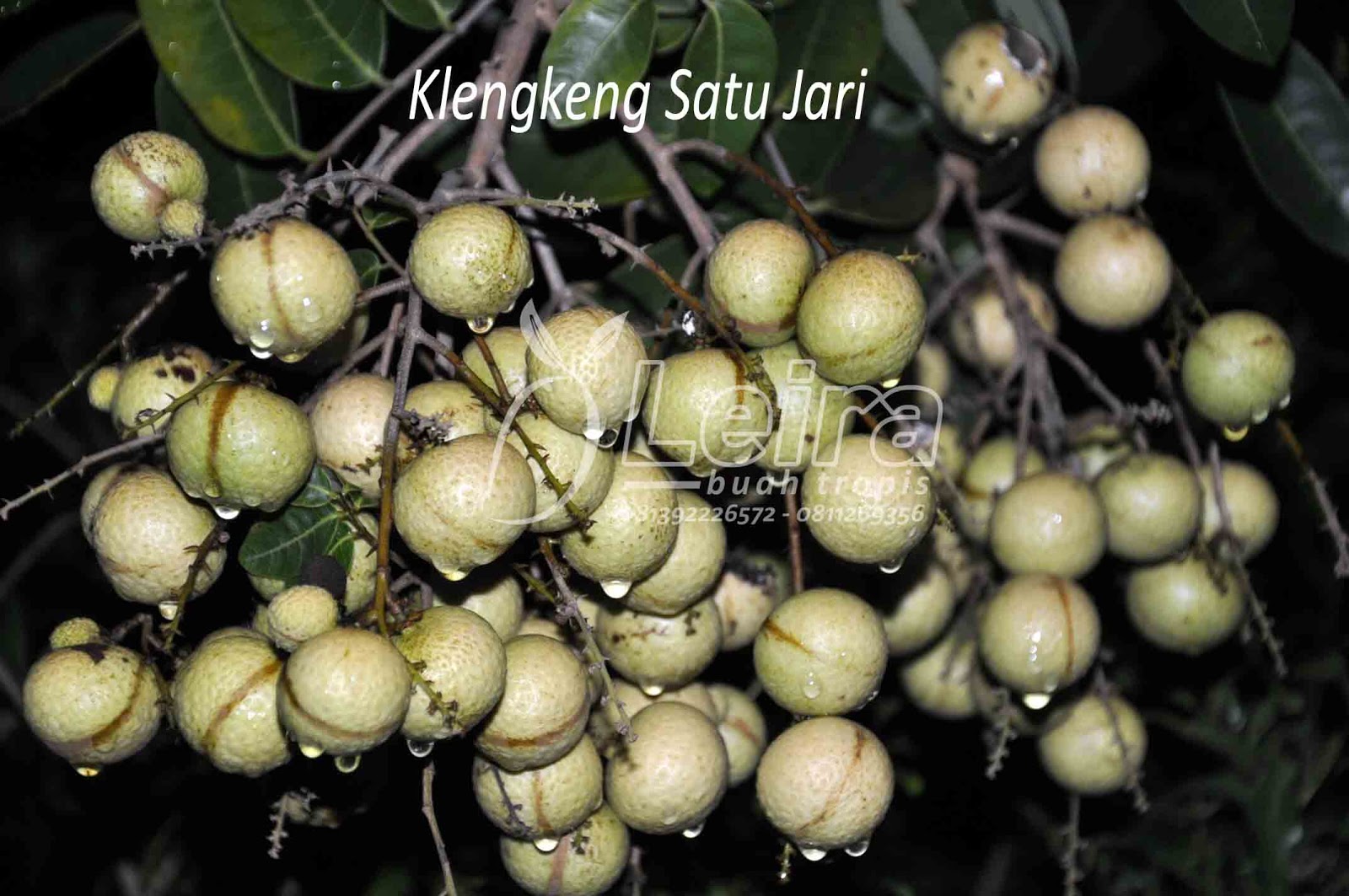 Klengkeng Satu Jari (Daun Runcing) ~ Leira Buah Tropis