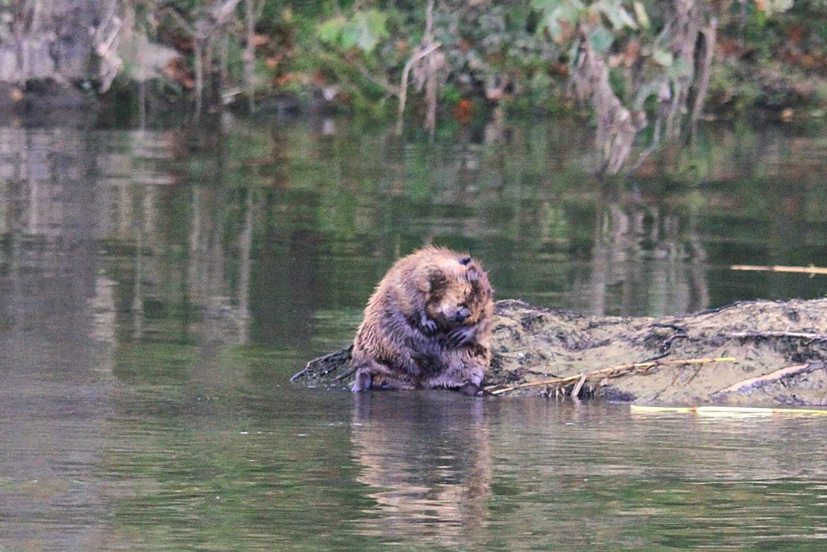 Gary's Outdoor Wanderings2: MORE UNUSUAL BEAVER PICS