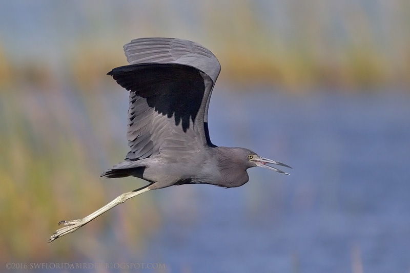 SWFloridabirder: Farewell Harns Marsh Preserve And SW Florida