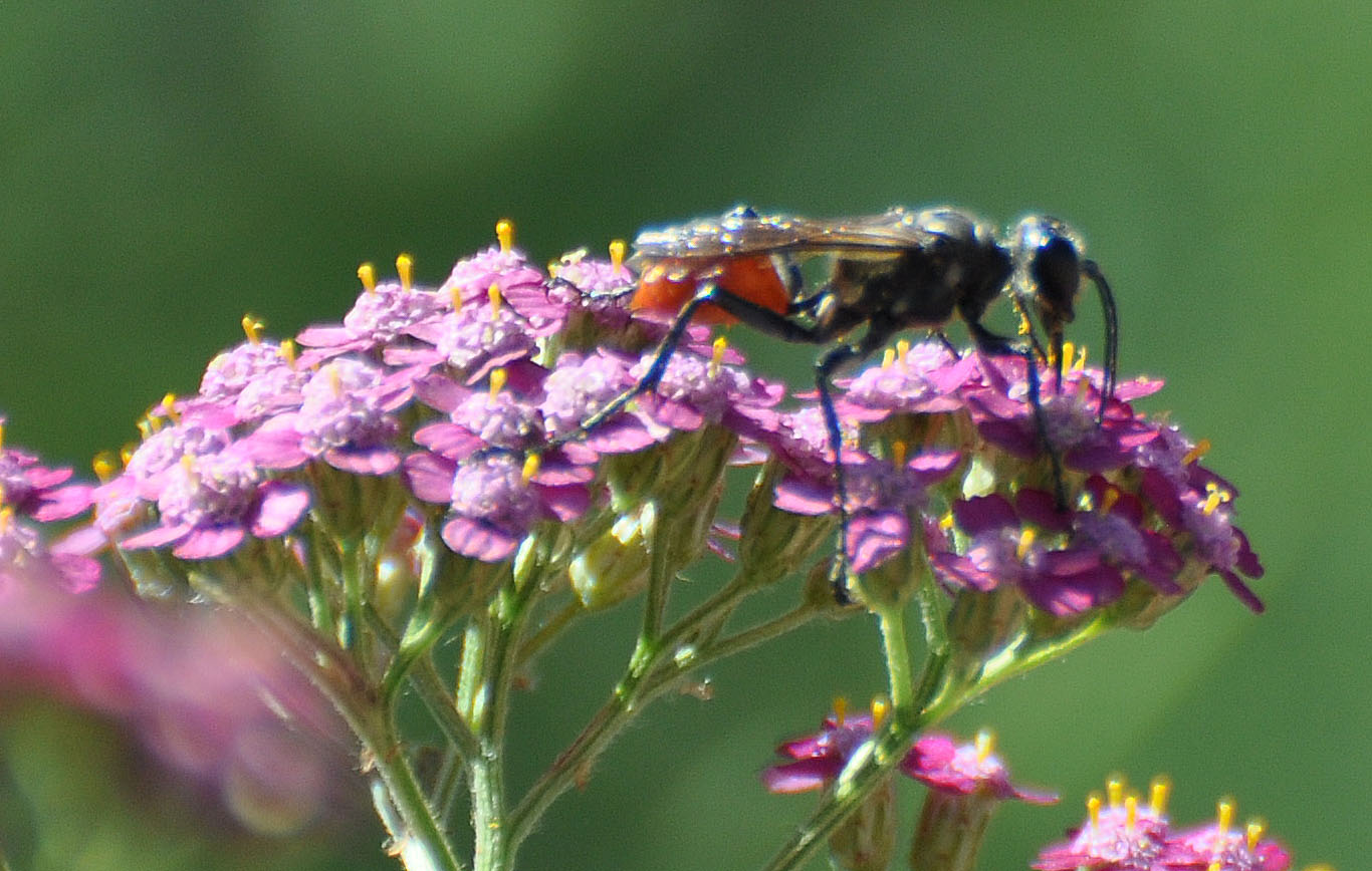 Mother Nature's Backyard - A Water-wise Garden: Thread-waisted Wasps ...