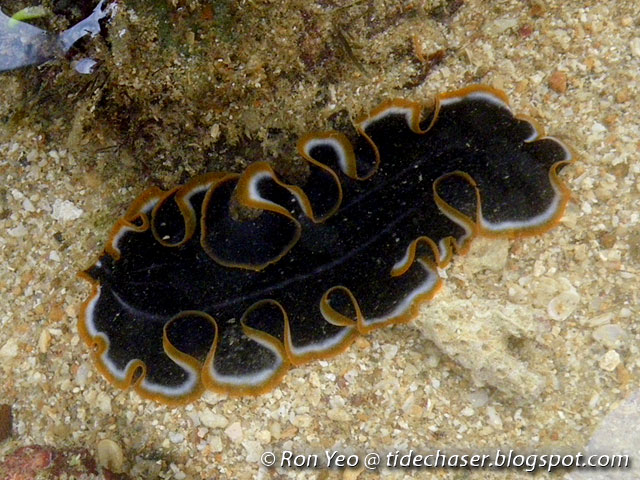 tHE tiDE cHAsER: Flatworms (Phylum Platyhelminthes) of Singapore