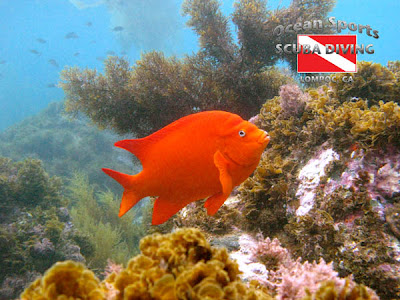 Ocean Sports Scuba & Freediving in Lompoc,CA. Full Service Dive Shop w ...