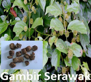 Herba & Tumbuhan: GAMBIR SERAWAK