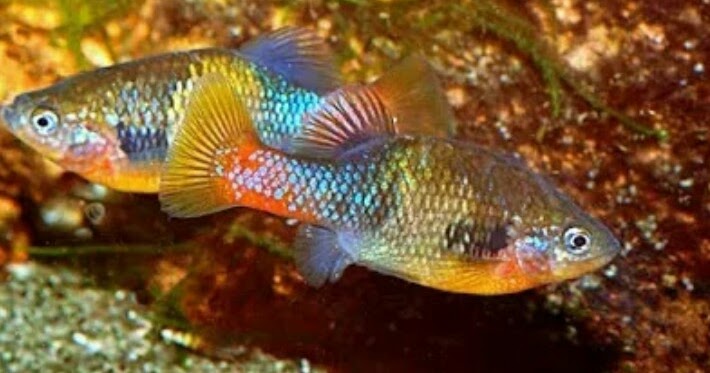 JOE'S AQUAWORLD FOR EXOTIC FISHES MUMBAI INDIA 9833898901: "Xenotoca ...