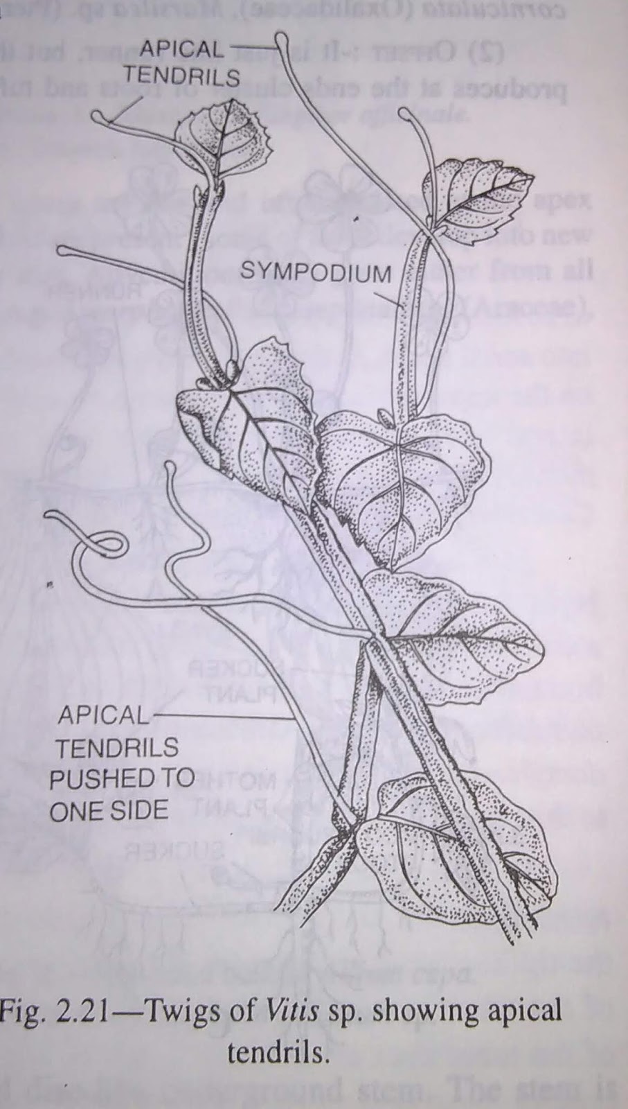 Stems: metamorphosed aerial stems, branching- cymose and racemose ...