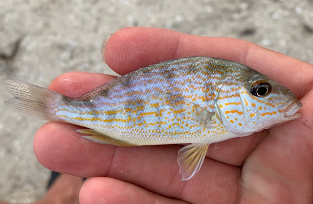 Canoeing In Ohio: Pigfish Next >