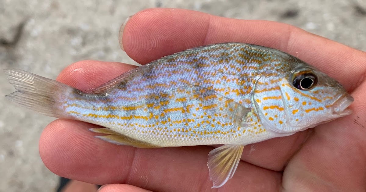 Canoeing In Ohio: Pigfish Next >