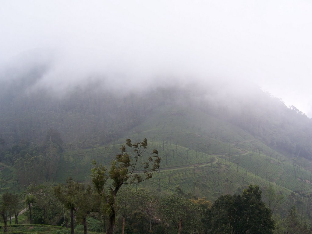 Tamilnadu Tourism: Manjolai Tea Estate, Manjolai Hills