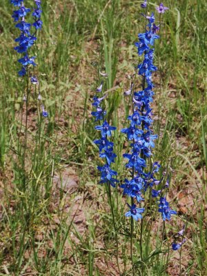 Brenda's "Texas Wild" Garden: Prairie Larkspur (Delphinium carolinanum)