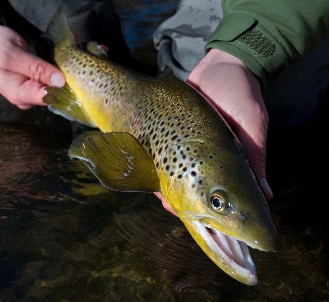 Montana Native Fish
