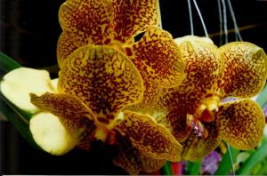 Make It Davao: Orchid Capital of the Philippines
