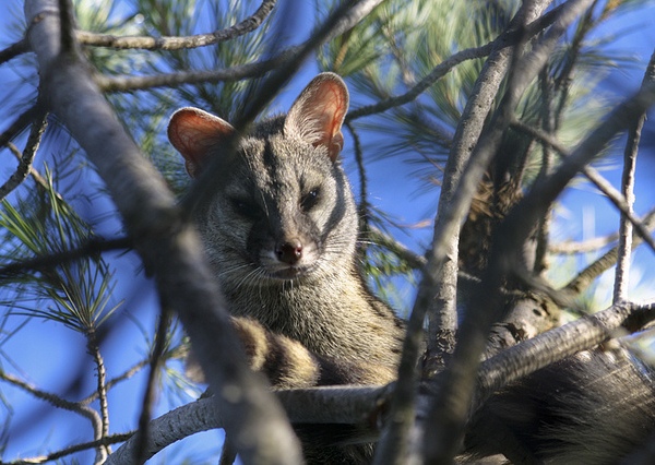 mainly mongoose: Intruder rampant