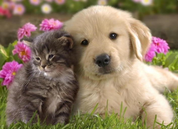 AVE FENIX ARGENTINA : Mascotas de "Liniers, Mataderos y Parque ...