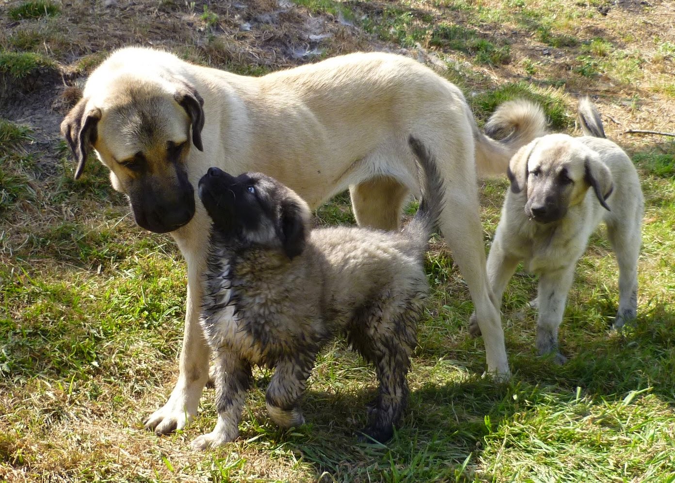 Shepherds Rest Farm: Anatolian Shepherd Dogs at Work and Play