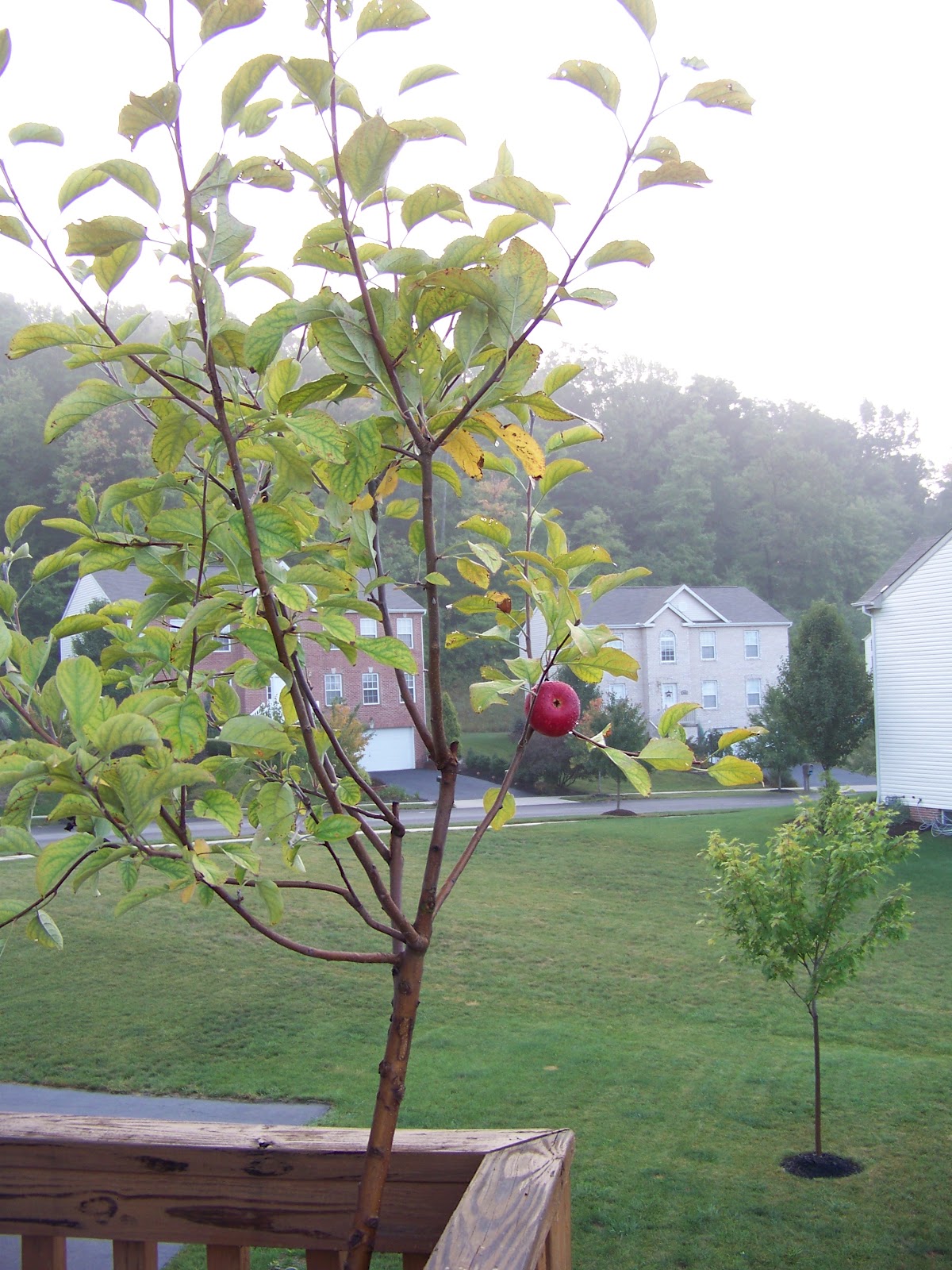 View from the Empty Nest: A Little Apple Tree Grows Up