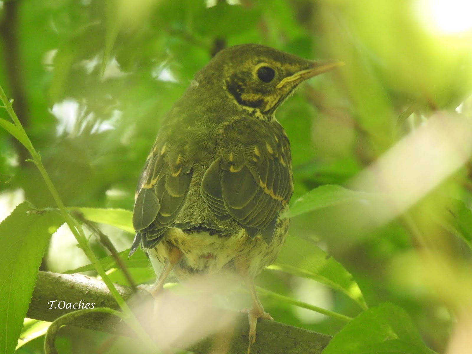 PASARI DIN ROMANIA: STURZ CANTATOR, Turdus philomelos